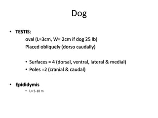 Veterinary Anatomy of Male and female genital system lectures together ...