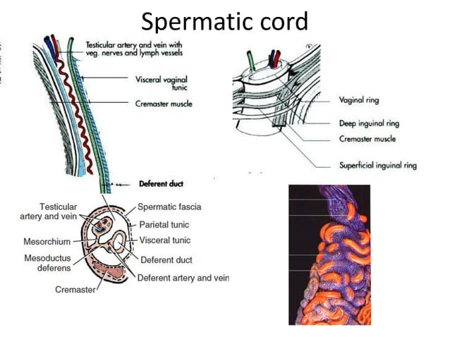 Veterinary Anatomy of Male and female genital system lectures together ...