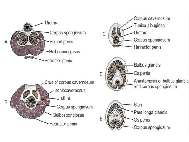 Veterinary Anatomy of Male and female genital system lectures together ...