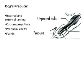 Veterinary Anatomy of Male and female genital system lectures together ...