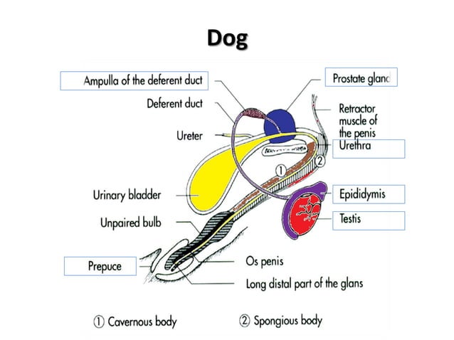 Veterinary Anatomy of Male and female genital system lectures together ...