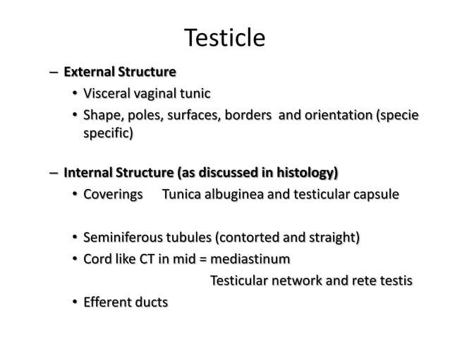 Veterinary Anatomy of Male and female genital system lectures together ...