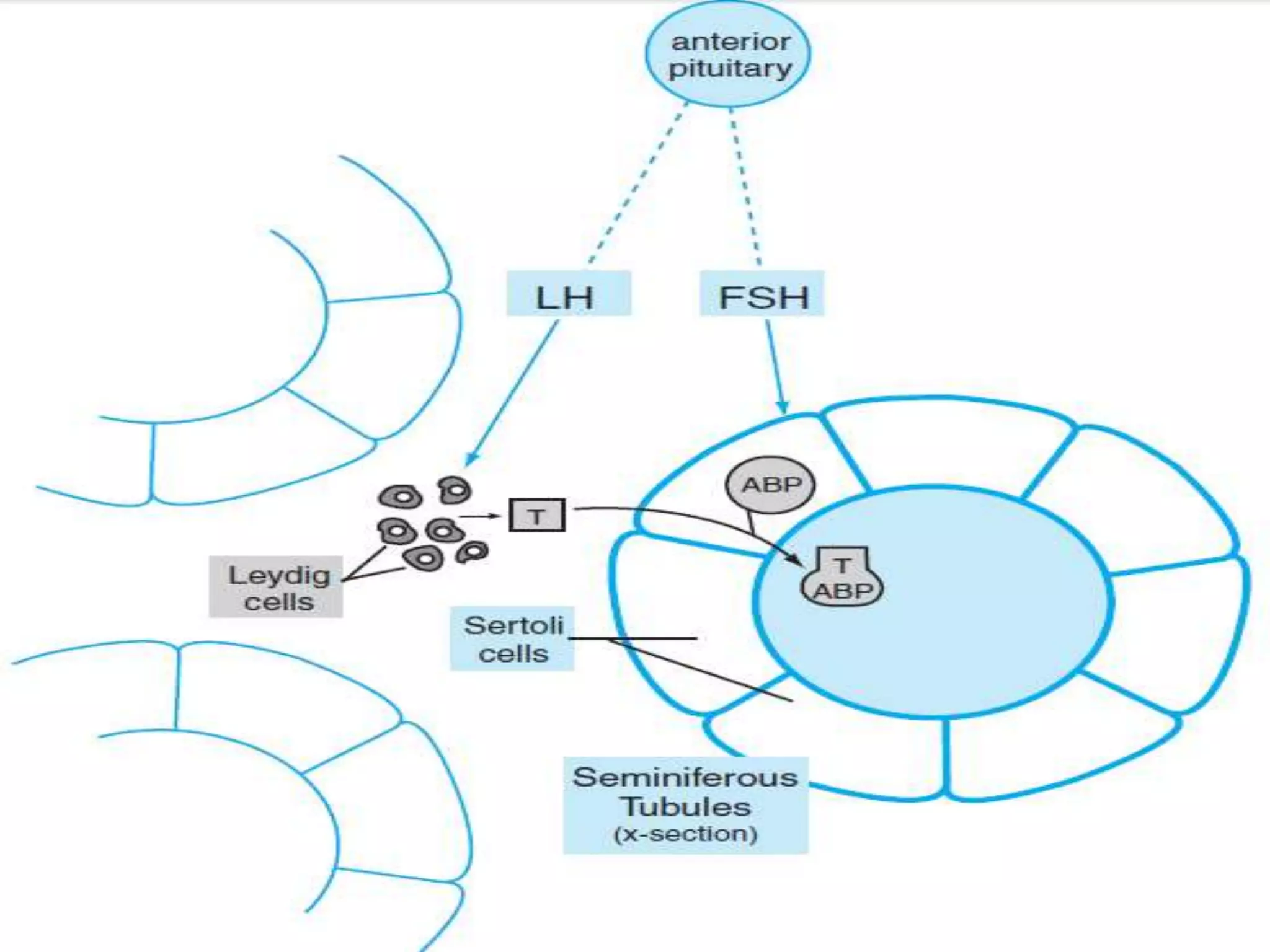 Male and Female Hormones.pptx