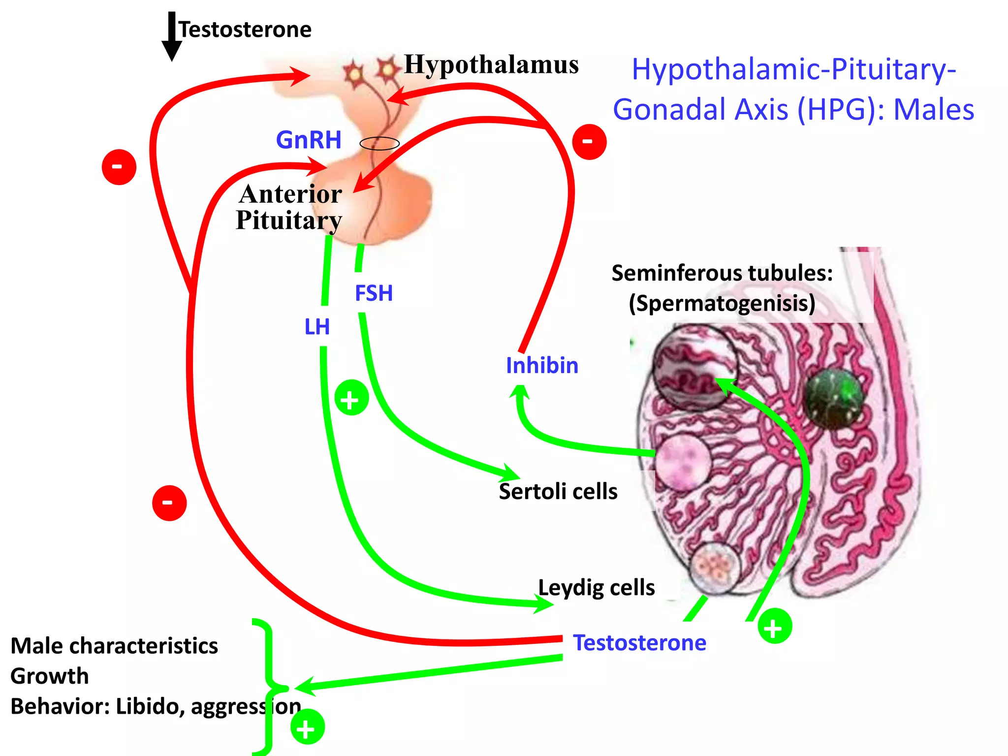 Male and Female hormones.ppt