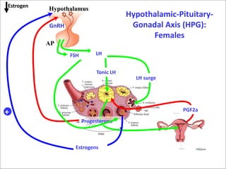 Male and Female hormones.ppt