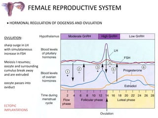 Male and Female hormones.ppt