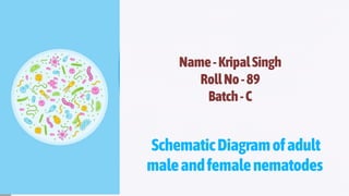 Microbiology male and female nematods.pdf