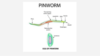 Microbiology male and female nematods.pdf