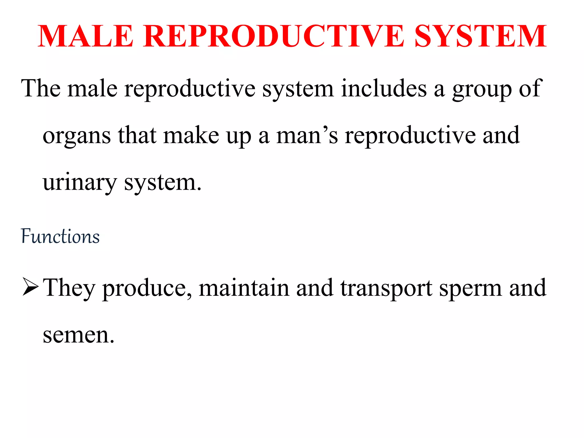 MALE AND FEMALE REPRODUCTIVE SYSTEM.pptx