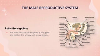 MALE AND FEMALE REPRODUCTIVE SYSTEM.pptx