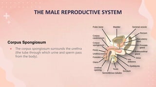 MALE AND FEMALE REPRODUCTIVE SYSTEM.pptx