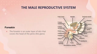 MALE AND FEMALE REPRODUCTIVE SYSTEM.pptx
