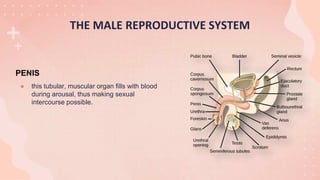MALE AND FEMALE REPRODUCTIVE SYSTEM.pptx