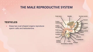 MALE AND FEMALE REPRODUCTIVE SYSTEM.pptx