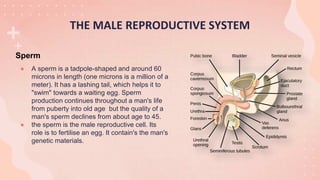 MALE AND FEMALE REPRODUCTIVE SYSTEM.pptx