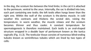 Male and female reproductive system (2).pptx
