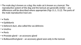 Male and female reproductive system (2).pptx
