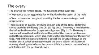 Male and female reproductive system (2).pptx