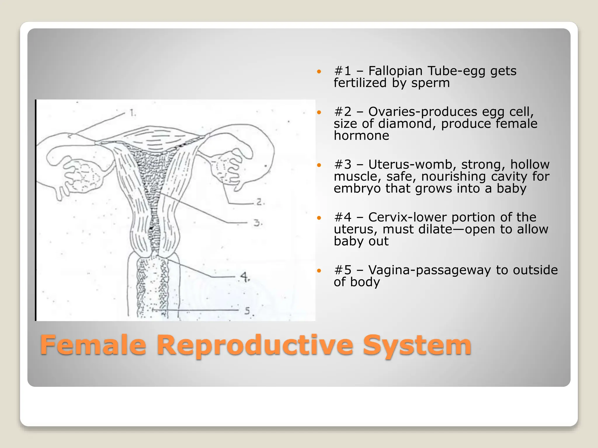 Male and Female Reproductive Systems 2024 jan. pptx human medical ...
