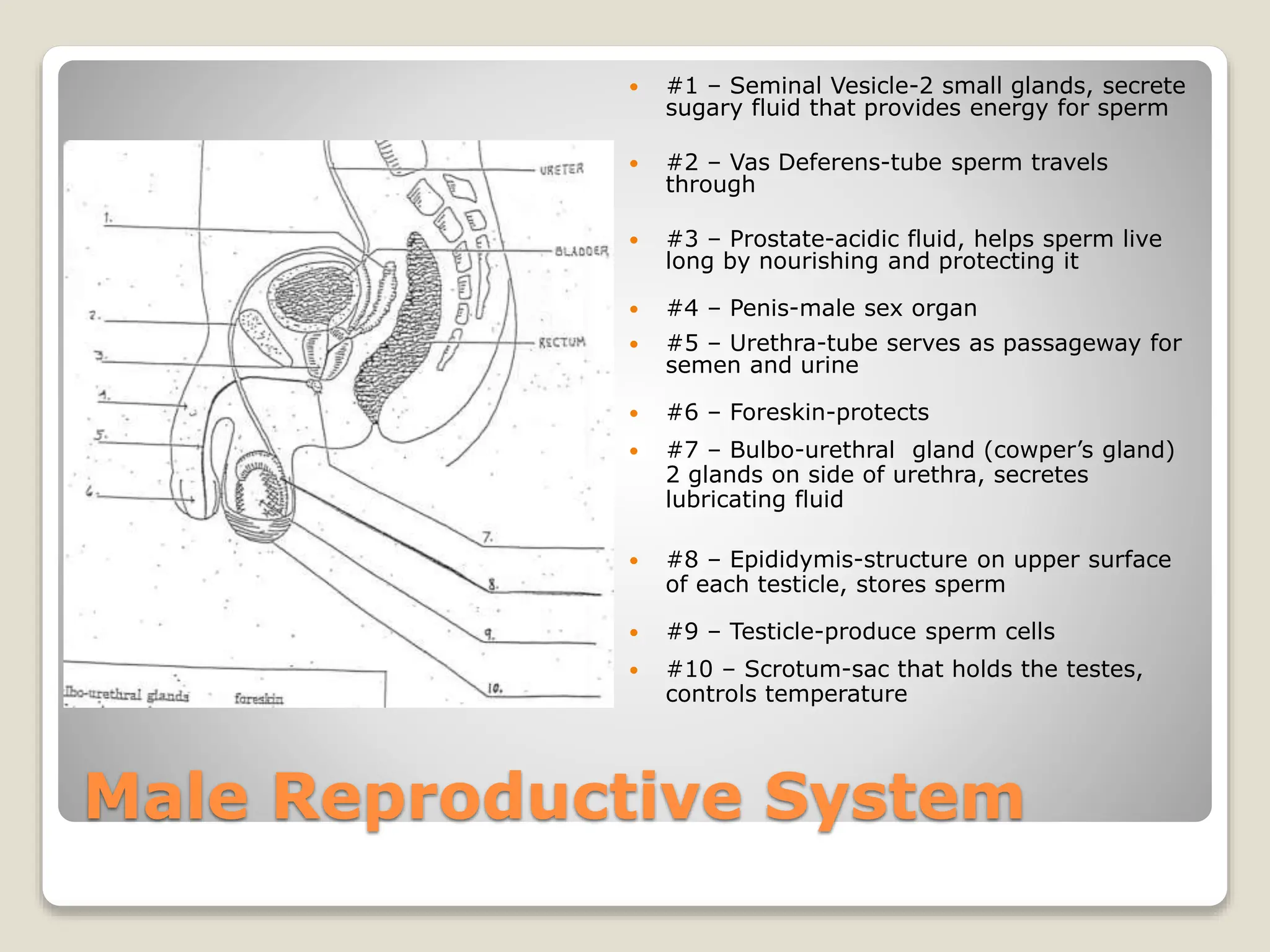 Male and Female Reproductive Systems 2024 jan. pptx human medical ...