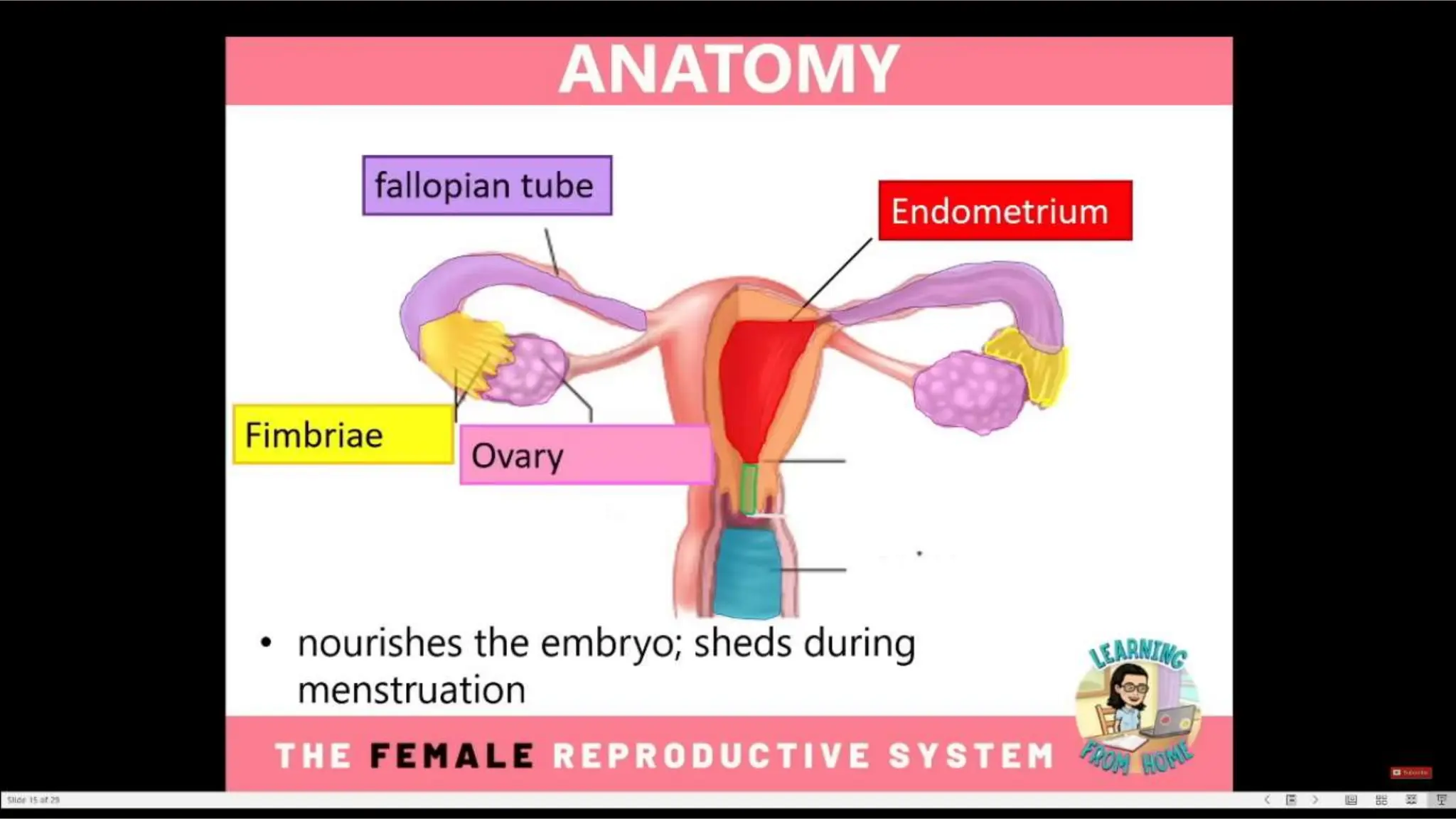 MALE AND FEMALE REPRODUCTIVE SYSTEM Science 10.pptx