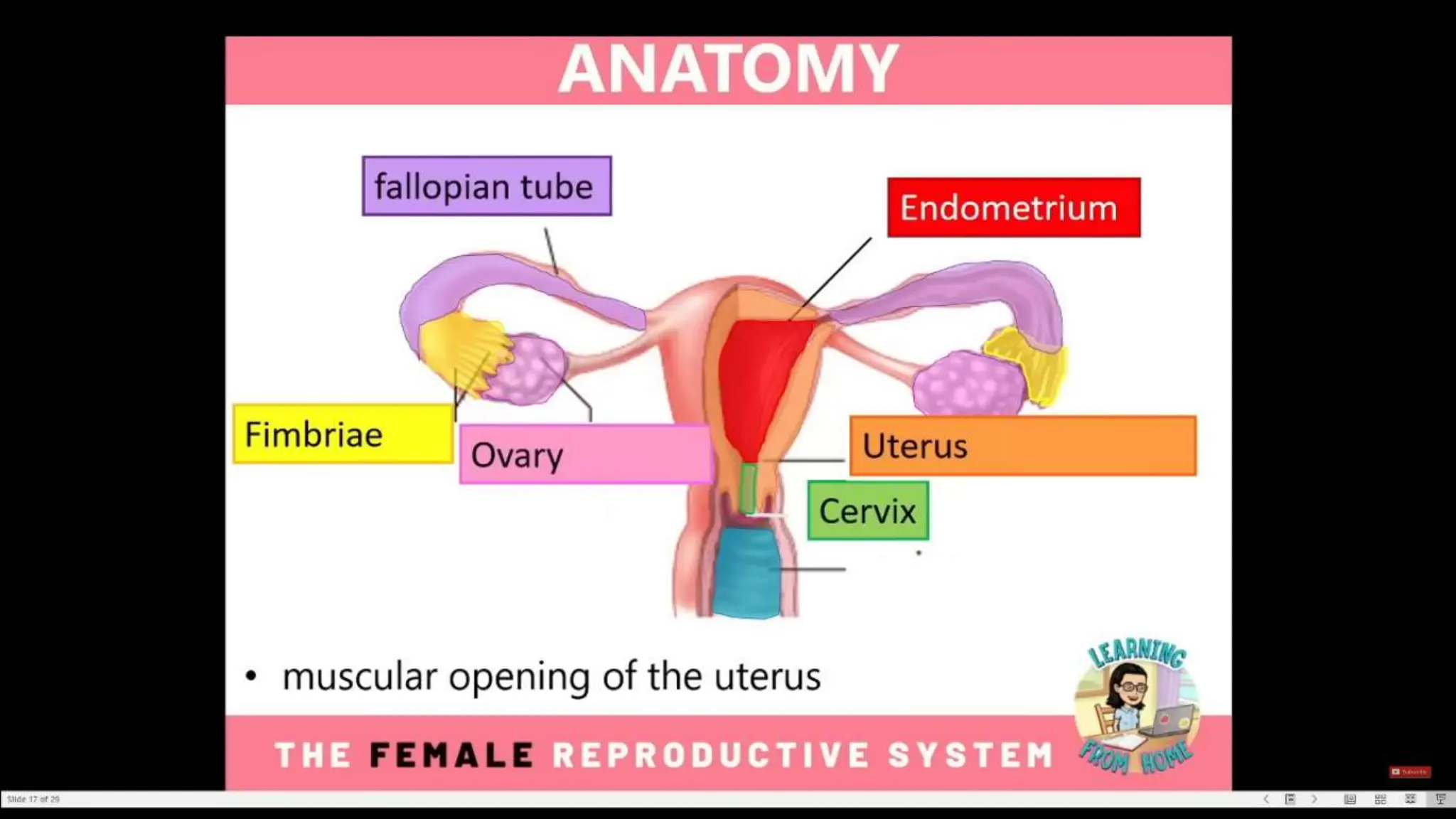MALE AND FEMALE REPRODUCTIVE SYSTEM Science 10.pptx