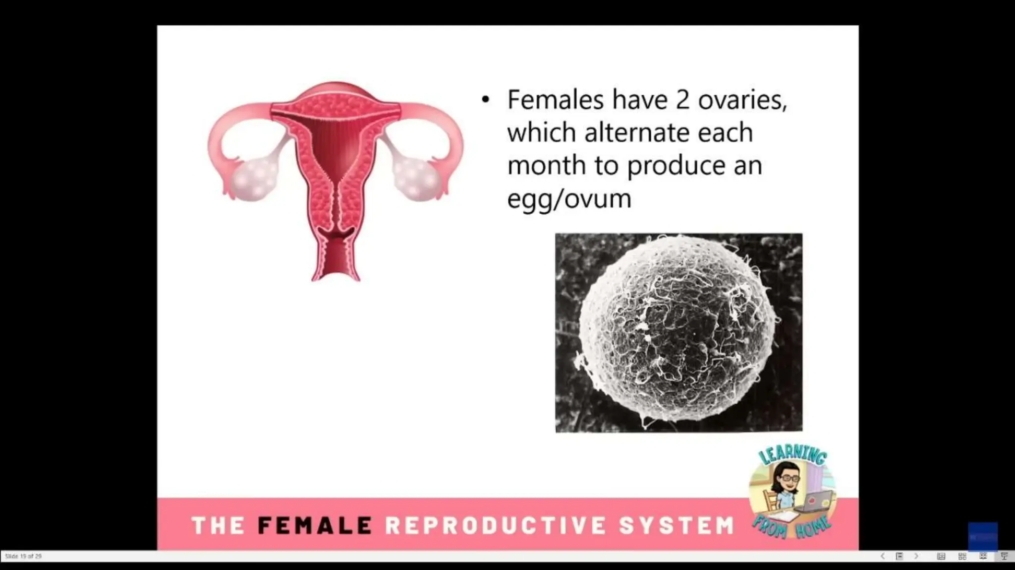 MALE AND FEMALE REPRODUCTIVE SYSTEM Science 10.pptx
