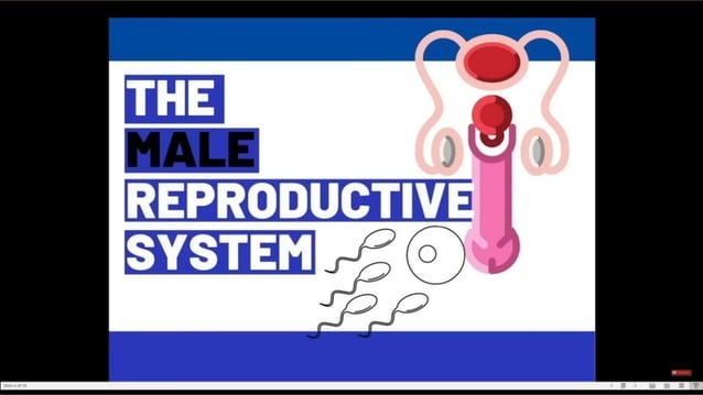 MALE AND FEMALE REPRODUCTIVE SYSTEM Science 10.pptx