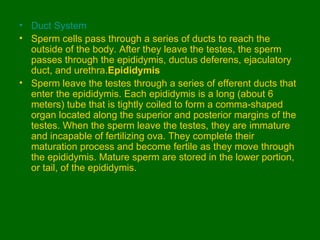 Male and female rep system | PPT