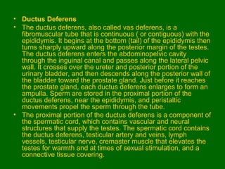 Male and female rep system | PPT