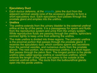 Male and female rep system | PPT