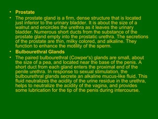 Male and female rep system | PPT