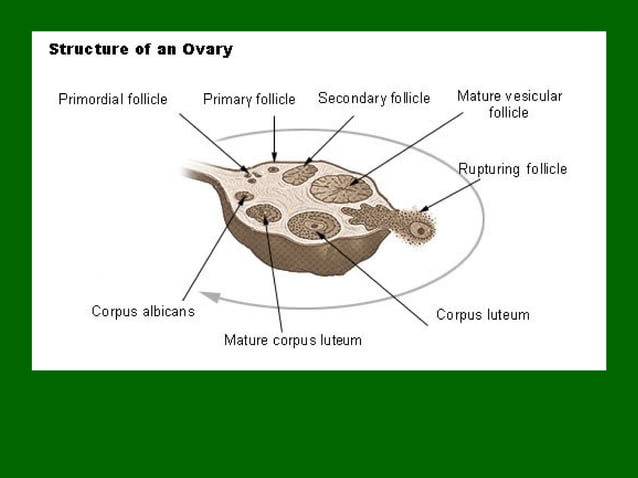 Male and female rep system | PPT