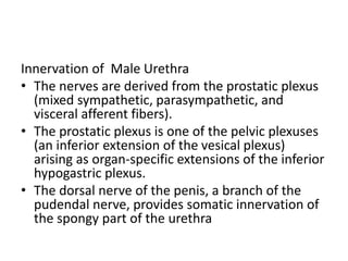 Male and female urethra | PPTX