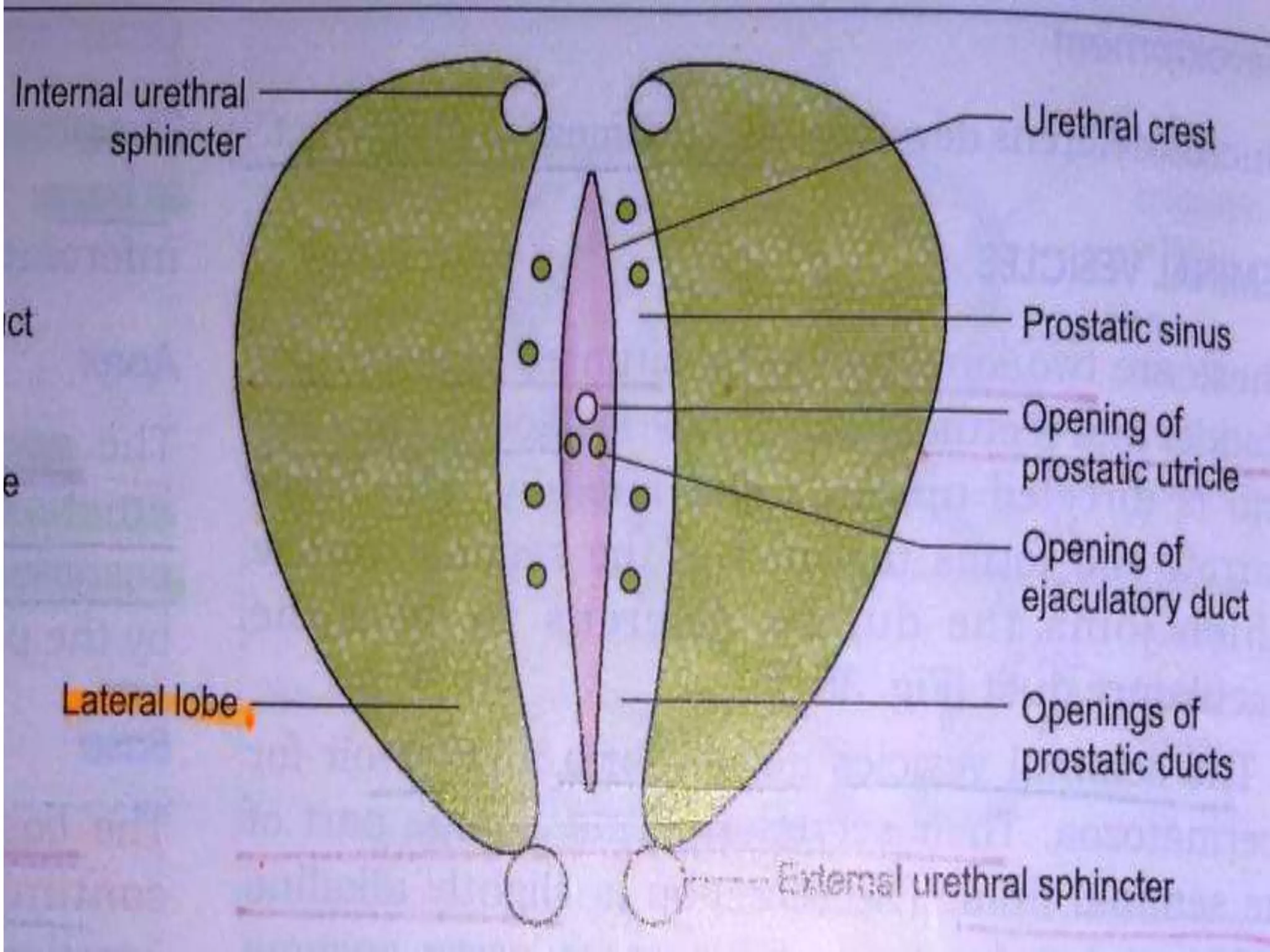 Male and female urethra | PDF