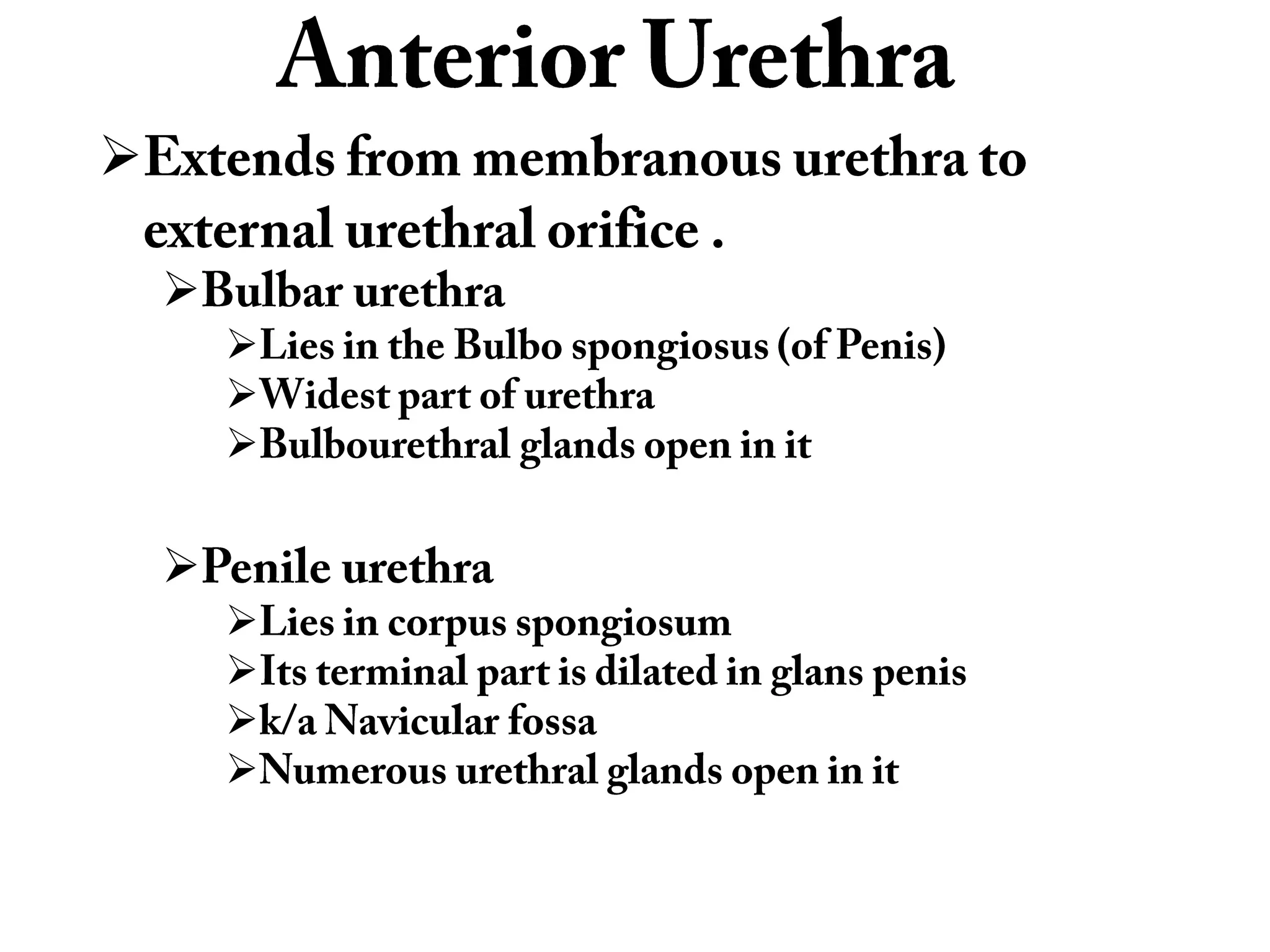 Male and female urethra | PDF