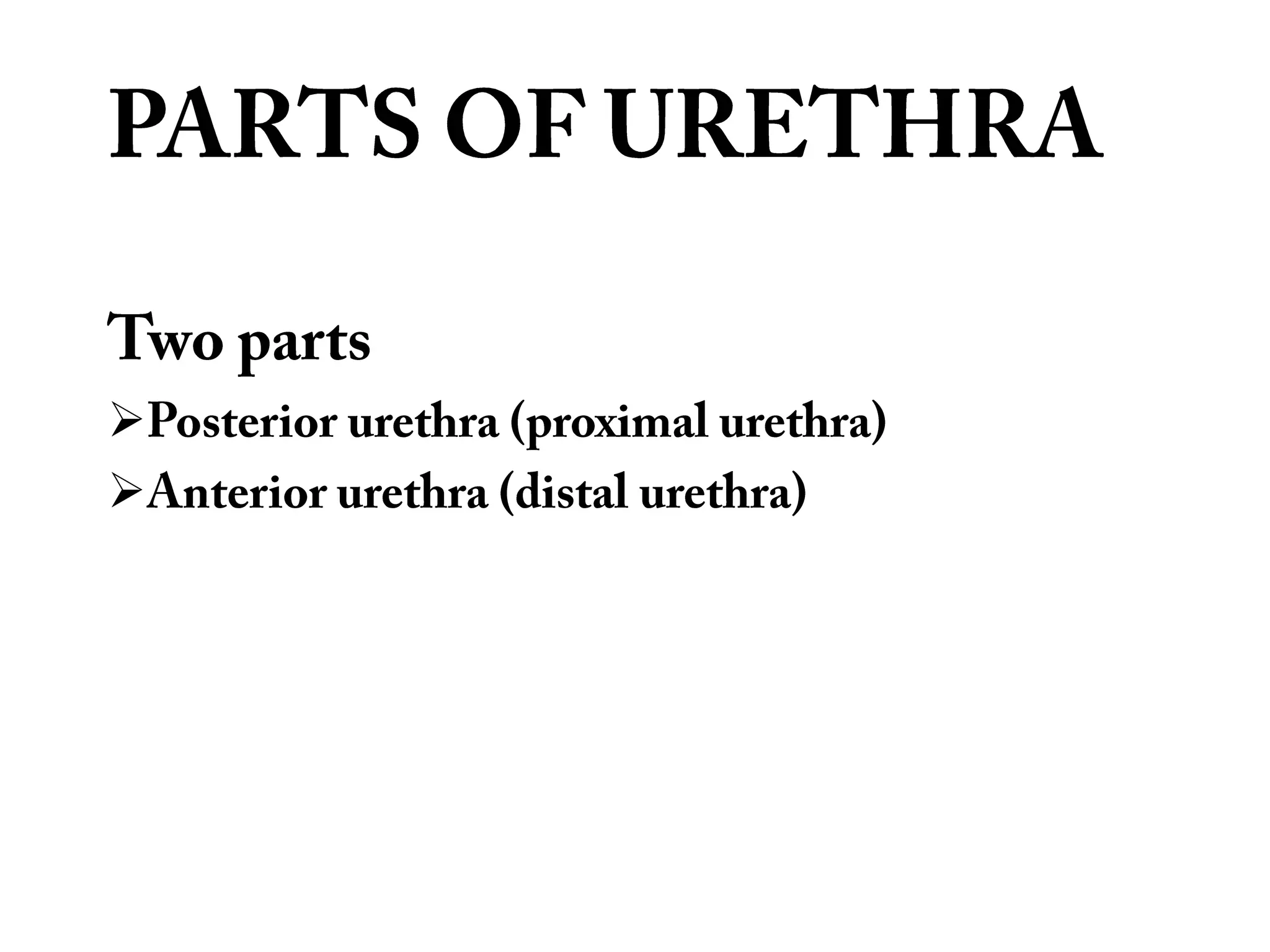 Male and female urethra | PDF