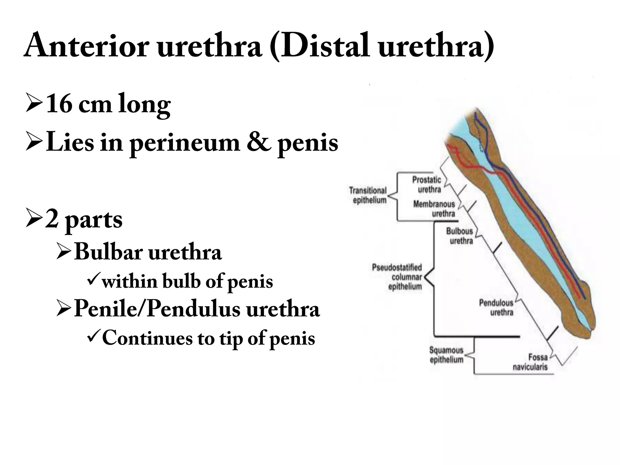 Male and female urethra | PDF