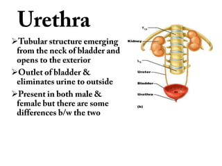 Male and female urethra | PDF
