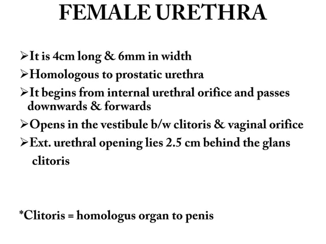Male and female urethra | PDF