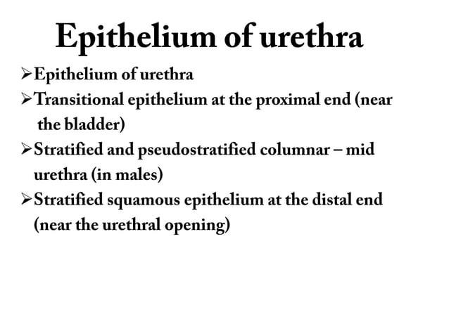 Male and female urethra | PDF