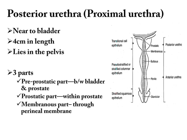 Male and female urethra | PDF