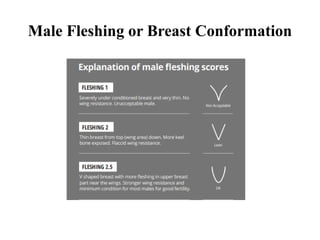 Male Breeder Management. related to poultry | PPTX