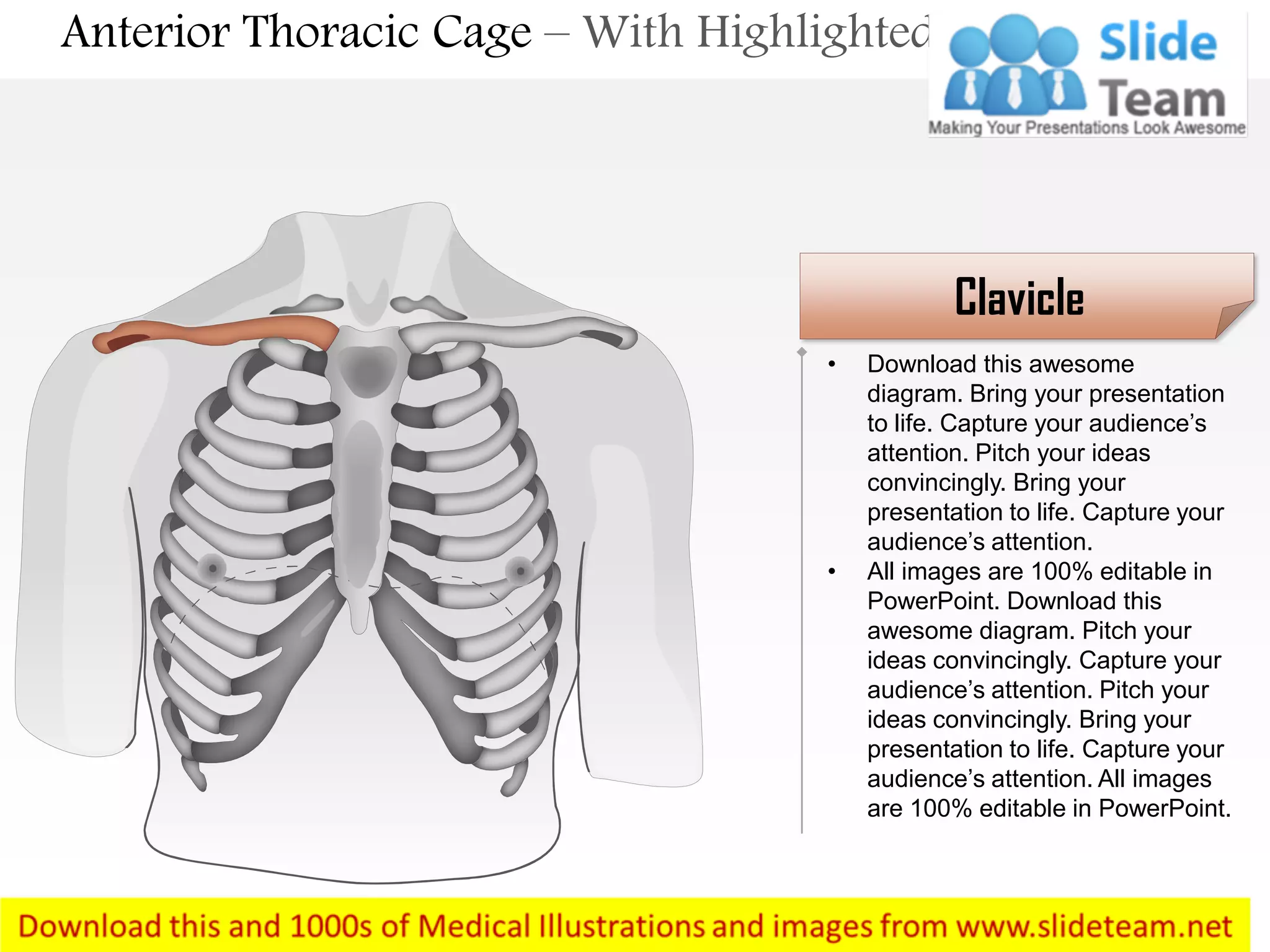 Male chest wall – anterior view medical images for power point | PDF