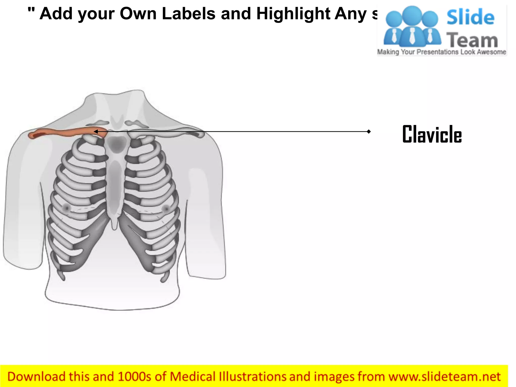 Male chest wall – anterior view medical images for power point | PDF