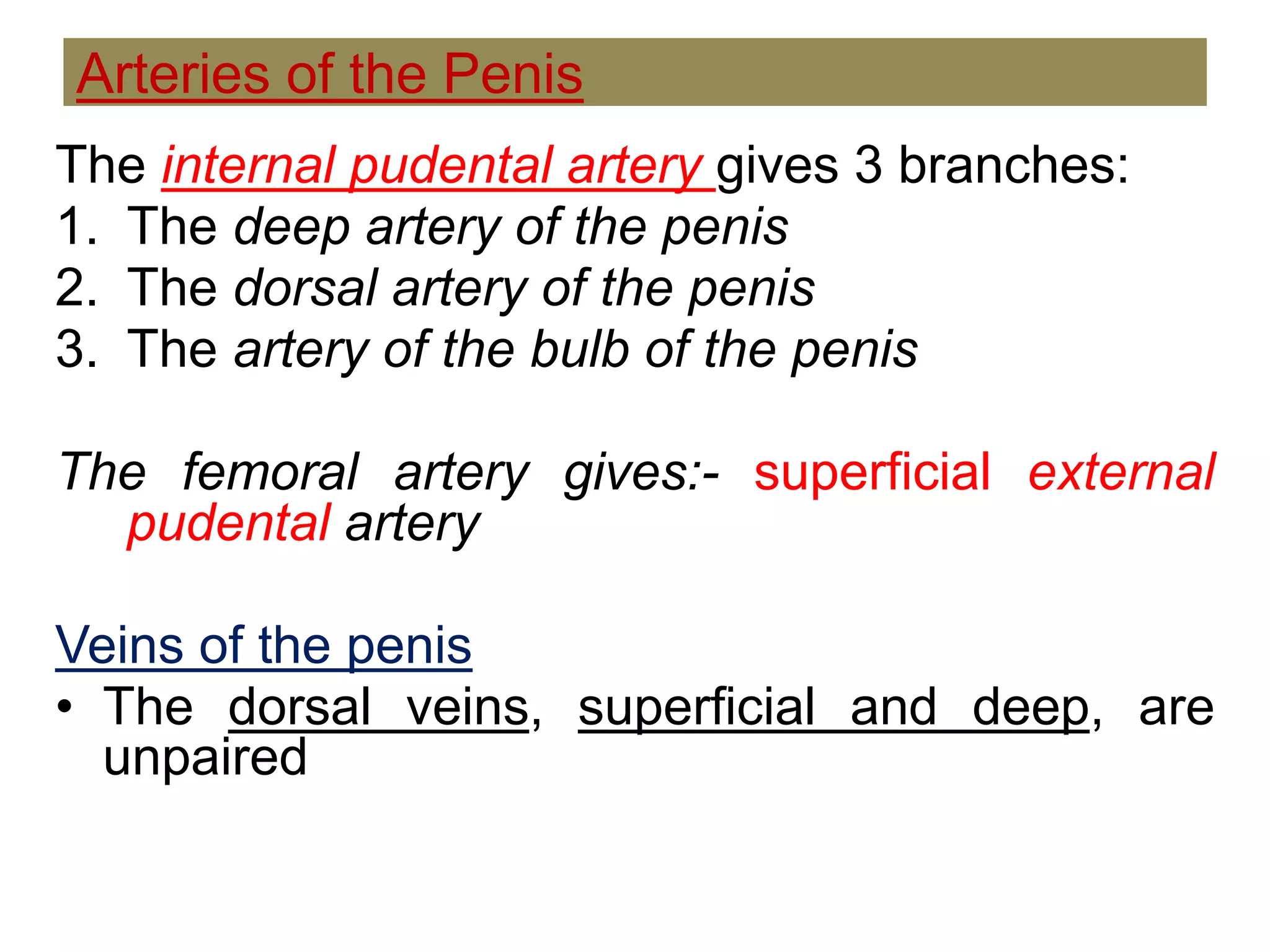 Male external genitalia | PPTX