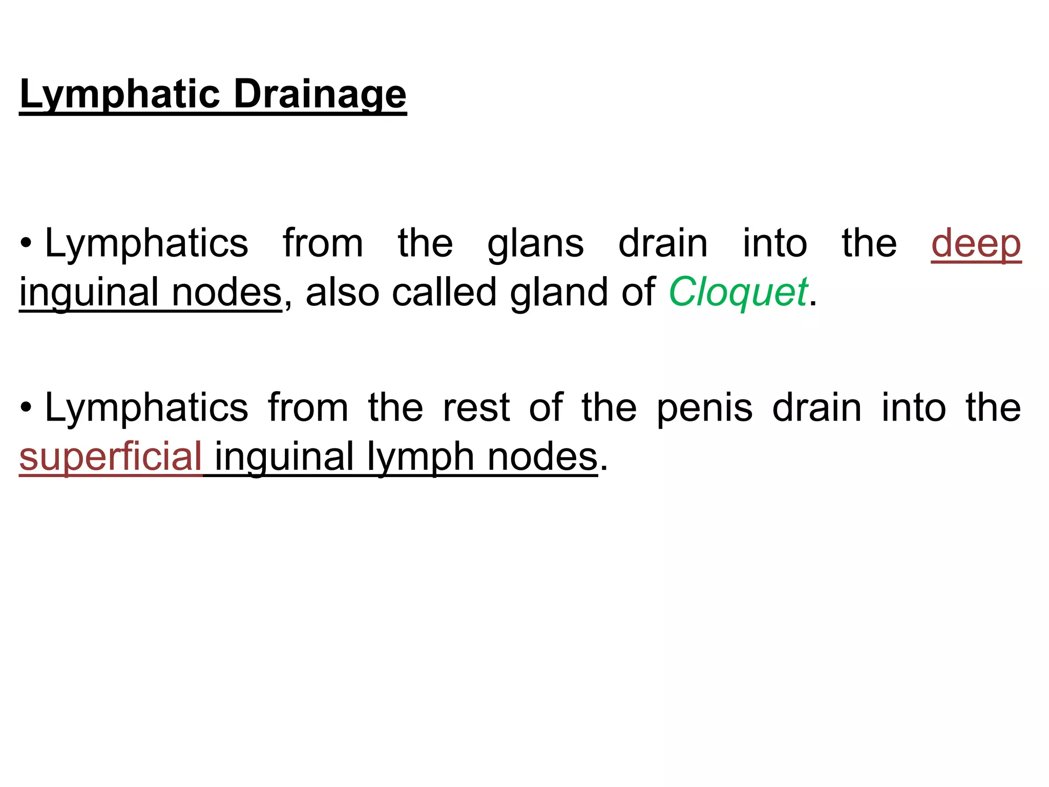Male external genitalia | PPTX