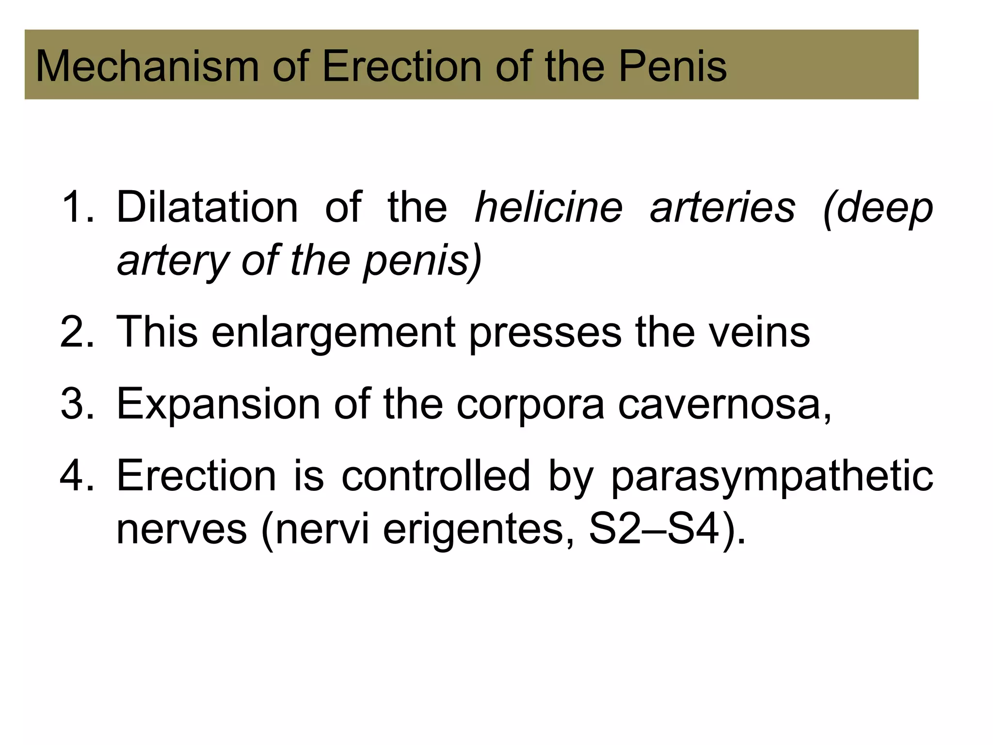 Male external genitalia | PPTX