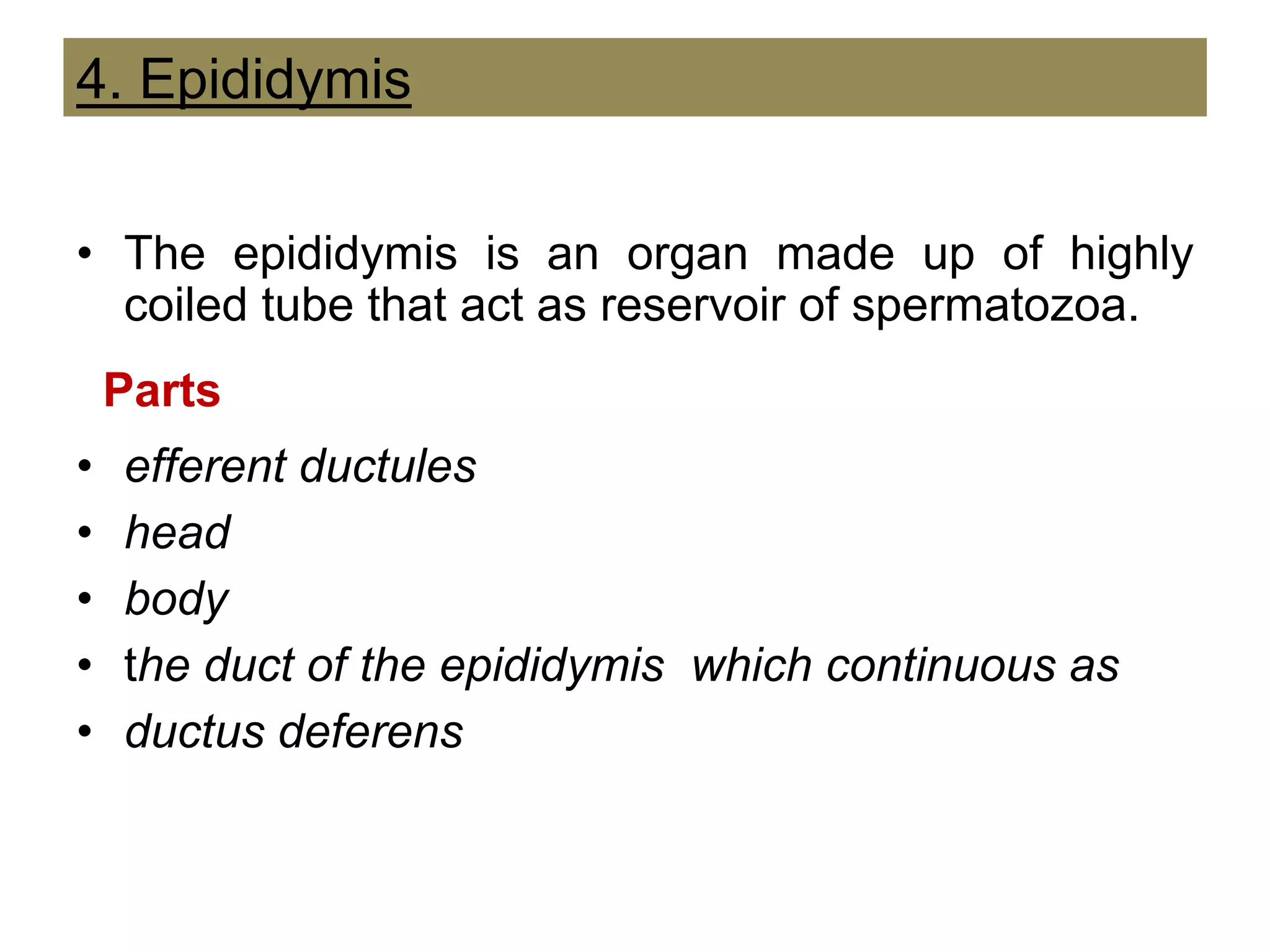 Male external genitalia | PPTX