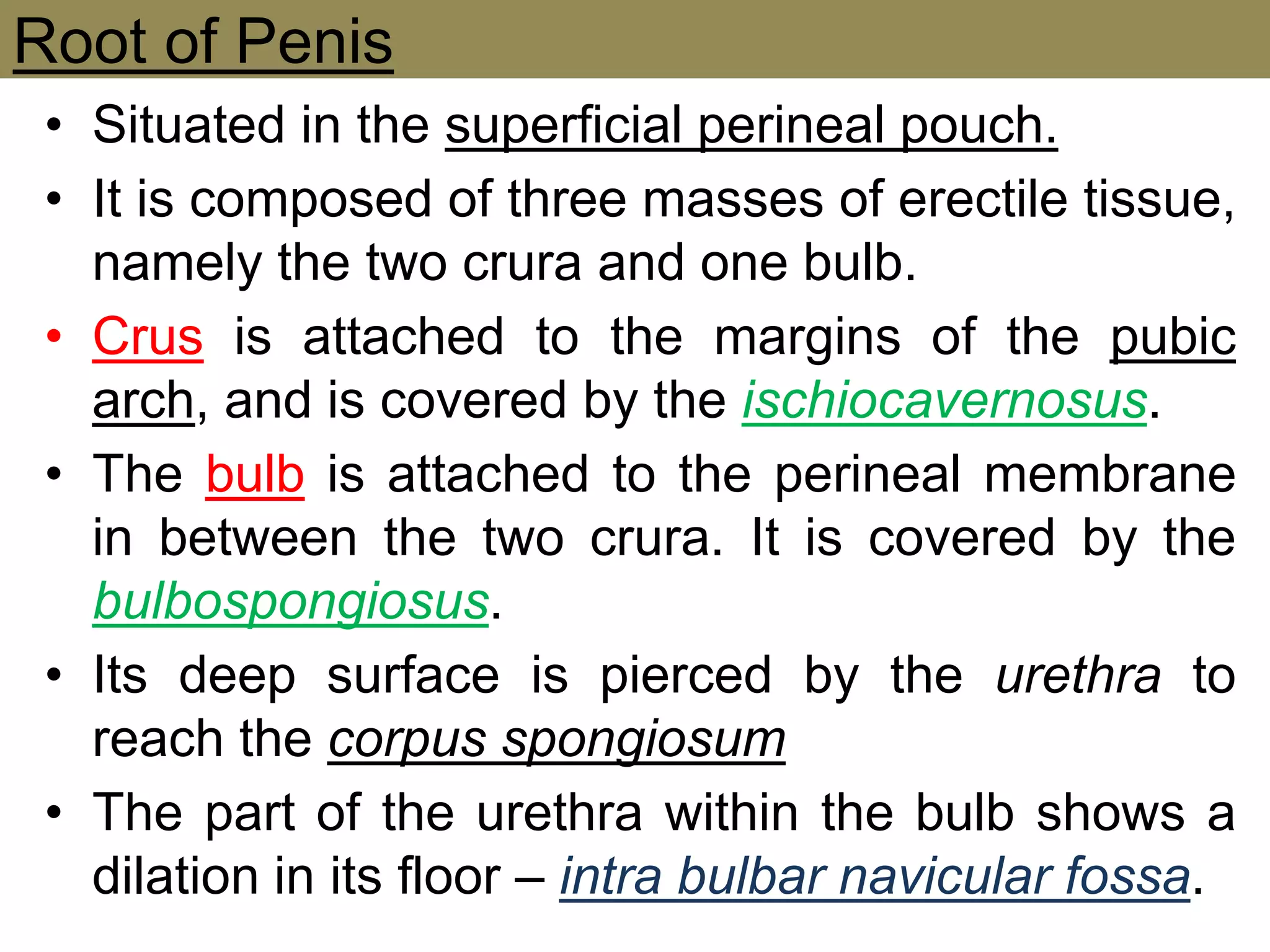 Male external genitalia | PPTX
